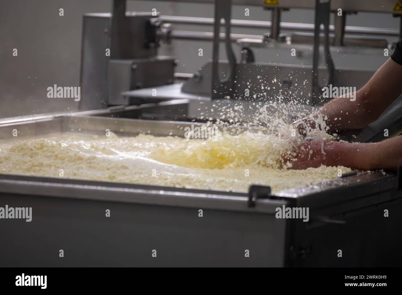 Process of organic cheese making from cow milk on bio cheese farm in ...