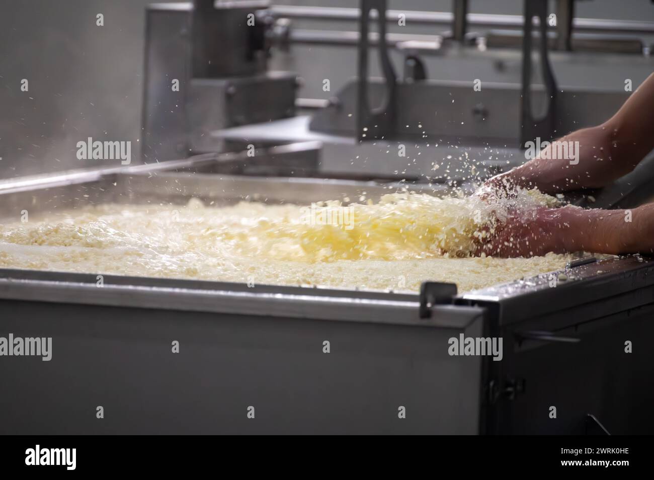 Process of organic cheese making from cow milk on bio cheese farm in ...