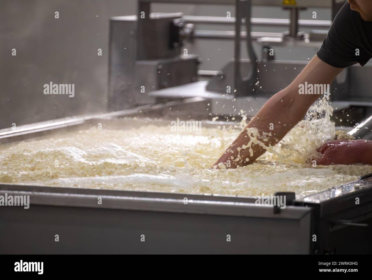 Process of organic cheese making from cow milk on bio cheese farm in ...