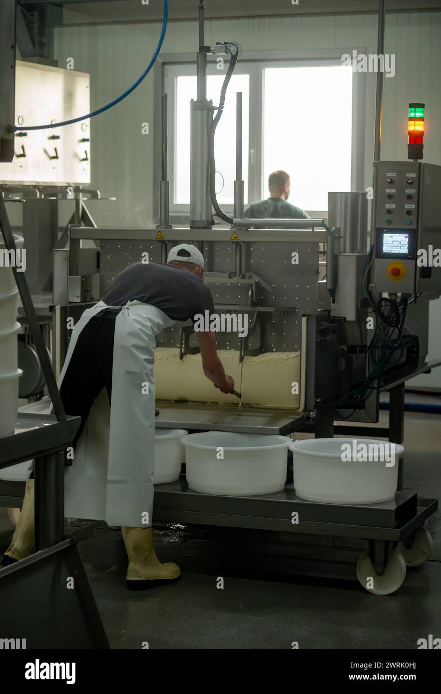Process of organic cheese making from cow milk on bio cheese farm in ...
