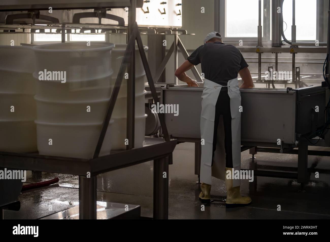 Process of organic cheese making from cow milk on bio cheese farm in ...