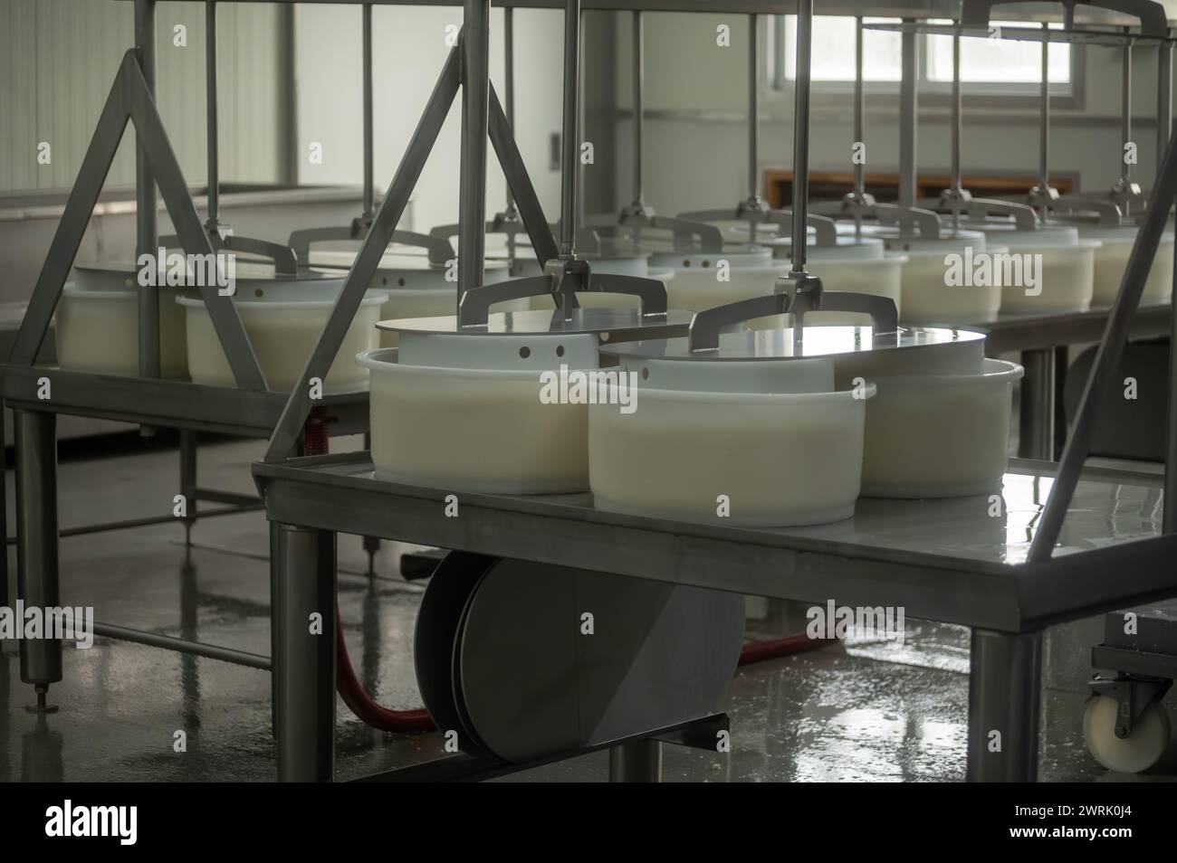 Process of organic cheese making from cow milk on bio cheese farm in ...