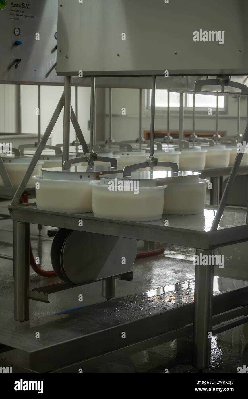 Process of organic cheese making from cow milk on bio cheese farm in ...