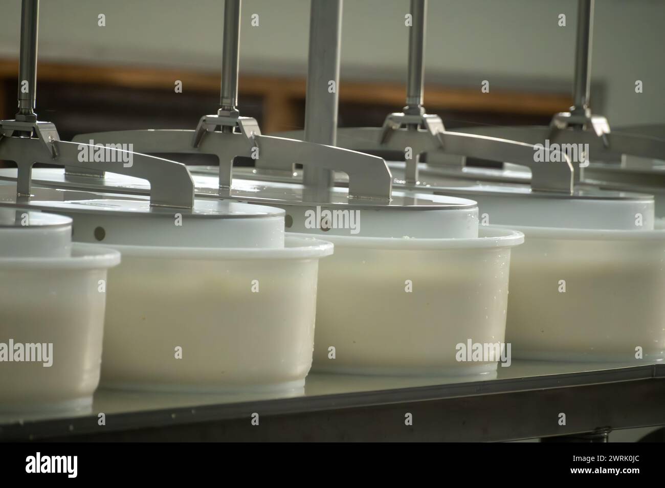 Process of organic cheese making from cow milk on bio cheese farm in ...