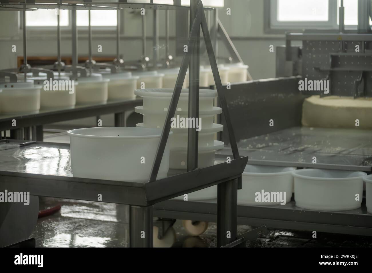 Process of organic cheese making from cow milk on bio cheese farm in ...
