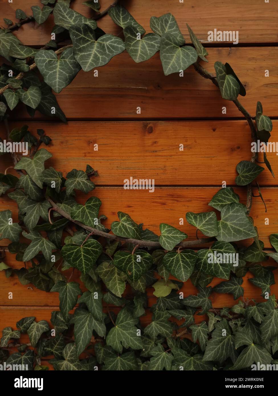 Twisting ivy leaves hi-res stock photography and images - Alamy