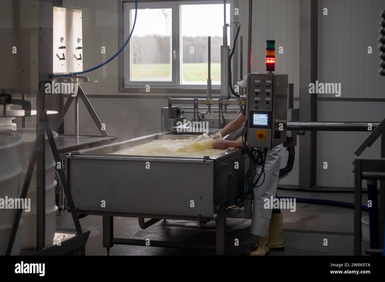 Process of organic cheese making from cow milk on bio cheese farm in ...