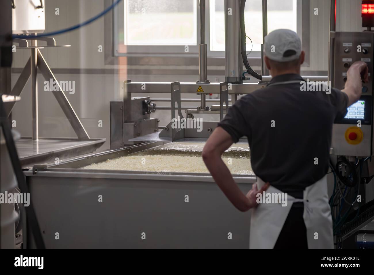 Process of organic cheese making from cow milk on bio cheese farm in ...