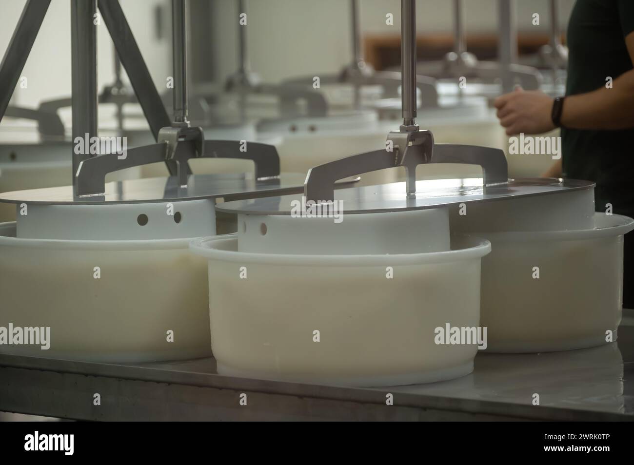 Process of organic cheese making from cow milk on bio cheese farm in ...