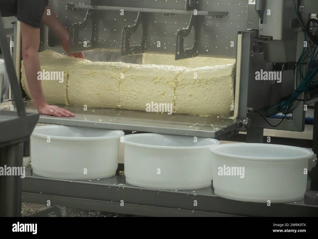 Process of organic cheese making from cow milk on bio cheese farm in ...