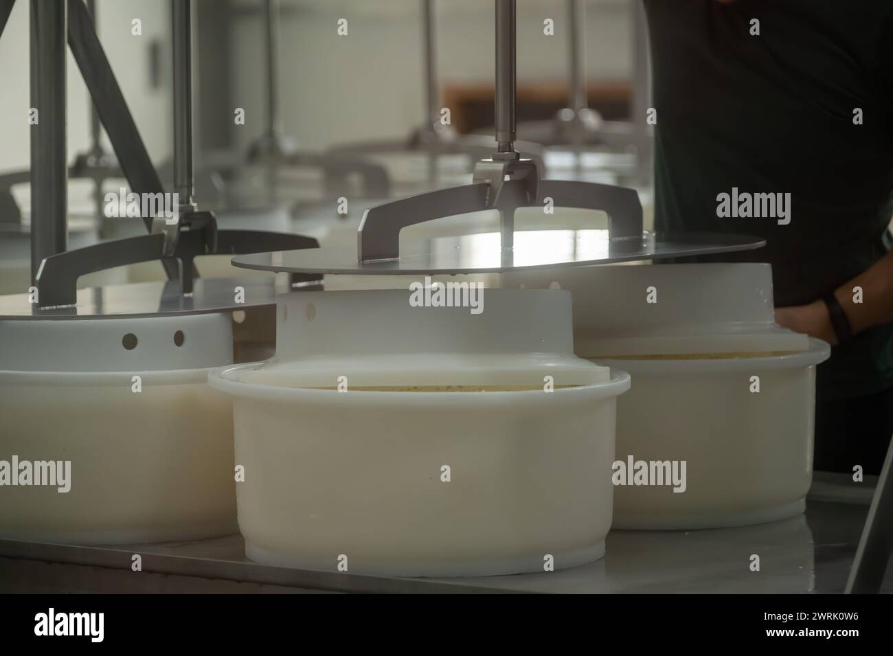 Process of organic cheese making from cow milk on bio cheese farm in ...