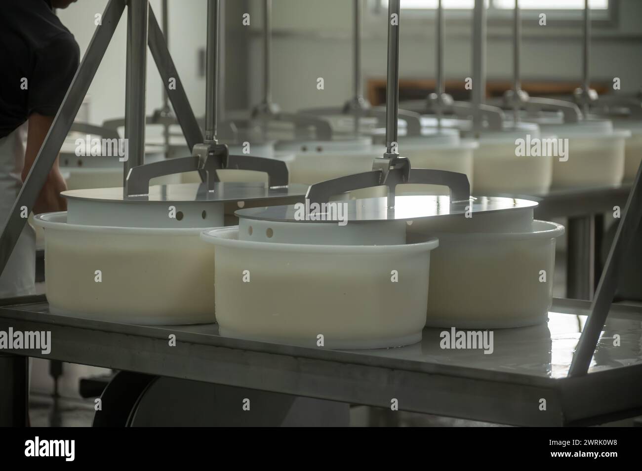 Process of organic cheese making from cow milk on bio cheese farm in ...