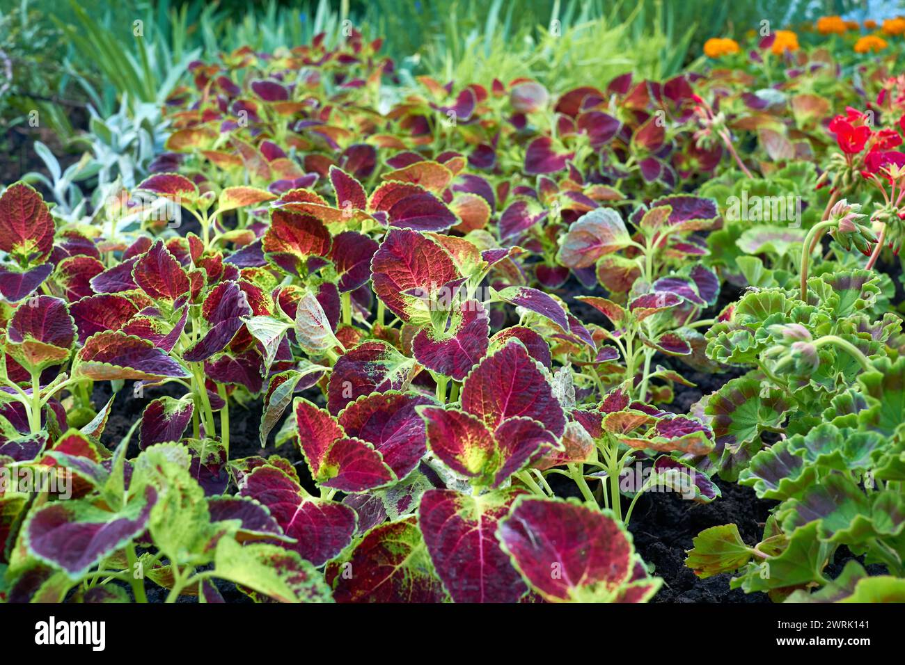 Landscaping. Red ornamental plant Coleus of the Lamiaceae family in a ...