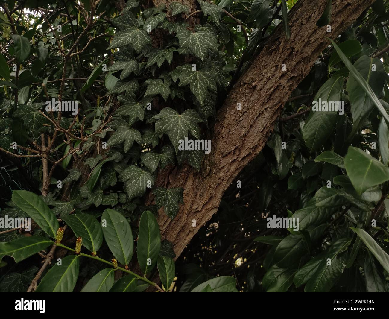 A large tree standing tall, adorned with an abundance of vibrant green ...