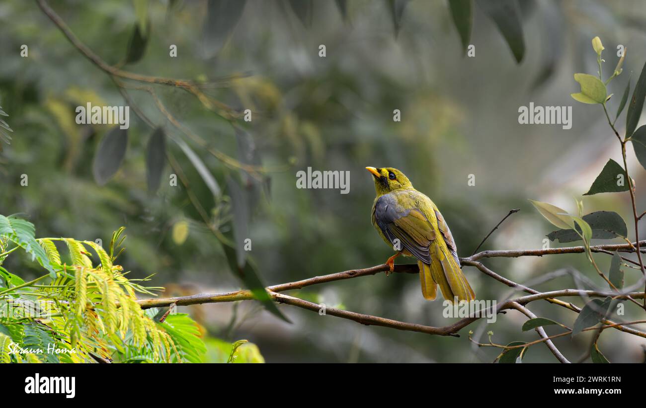 A Sacred kingfisher showing off his colors, looking out for the next ...