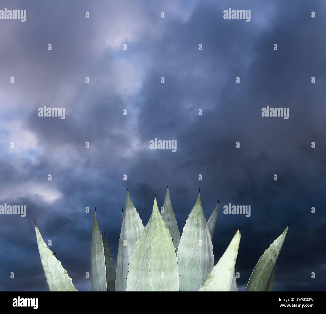 Maguey plant hi-res stock photography and images - Alamy