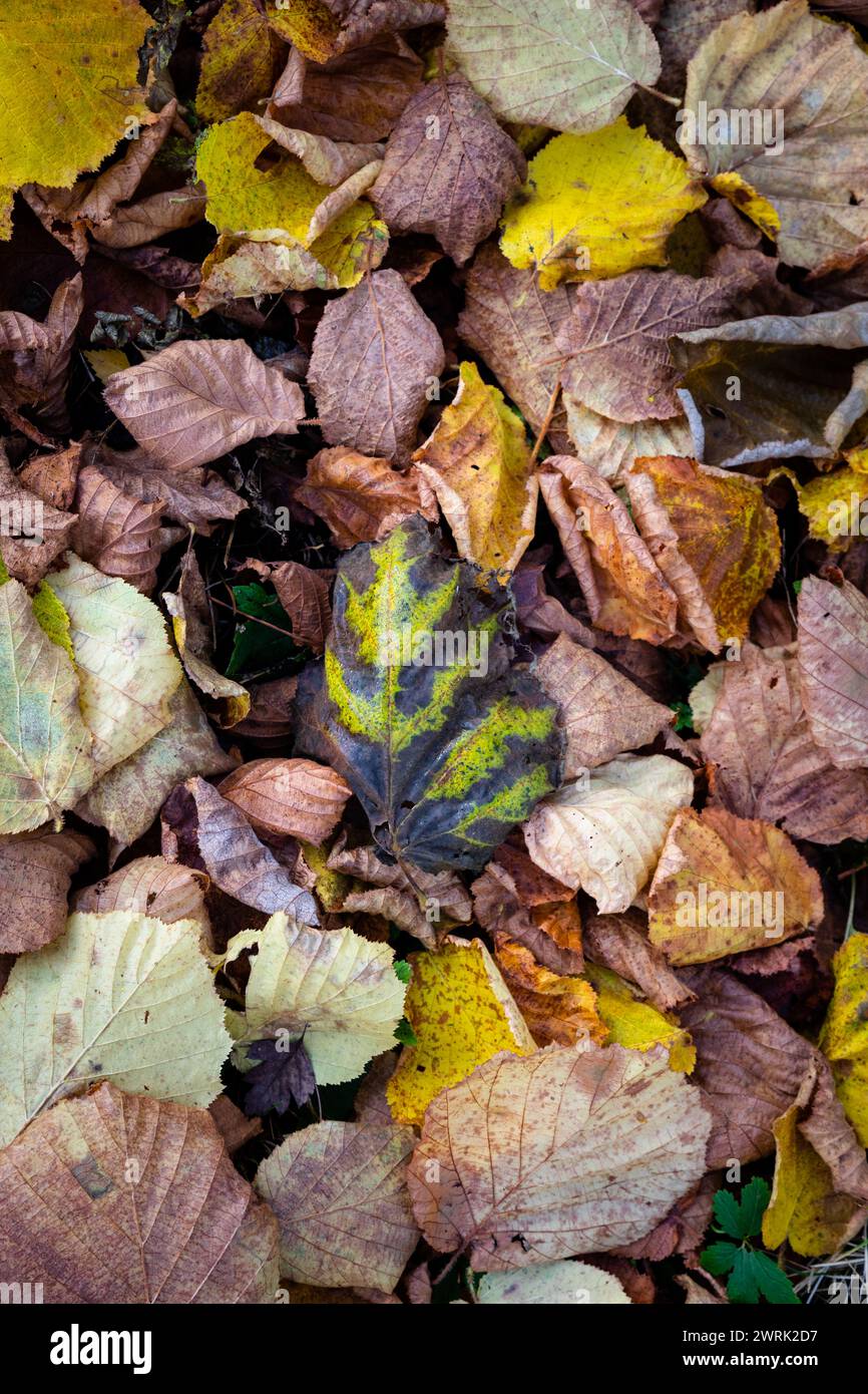 AUTUMN LEAVES, DEATH AND RENEWAL, ÅLAND: Fallen autumn leaves in the ...