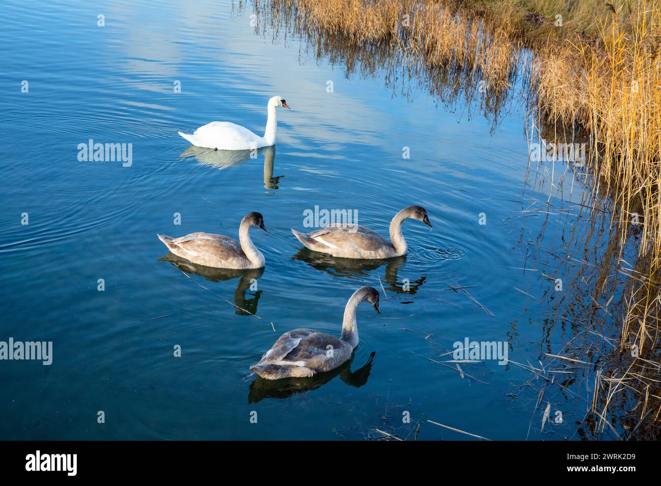YOUNG AND ADULT SWANS, ÅLAND, FINLAND: An adult swan with 3 juvenile ...