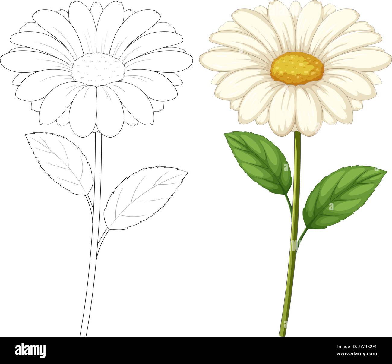 Vector illustration of a daisy, colored and outlined Stock Vector Image ...