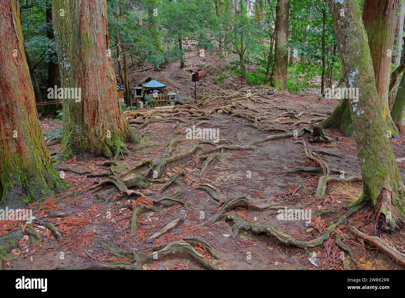 Mountain path between Kurama-dera Temple and Kifune Shrine at ...