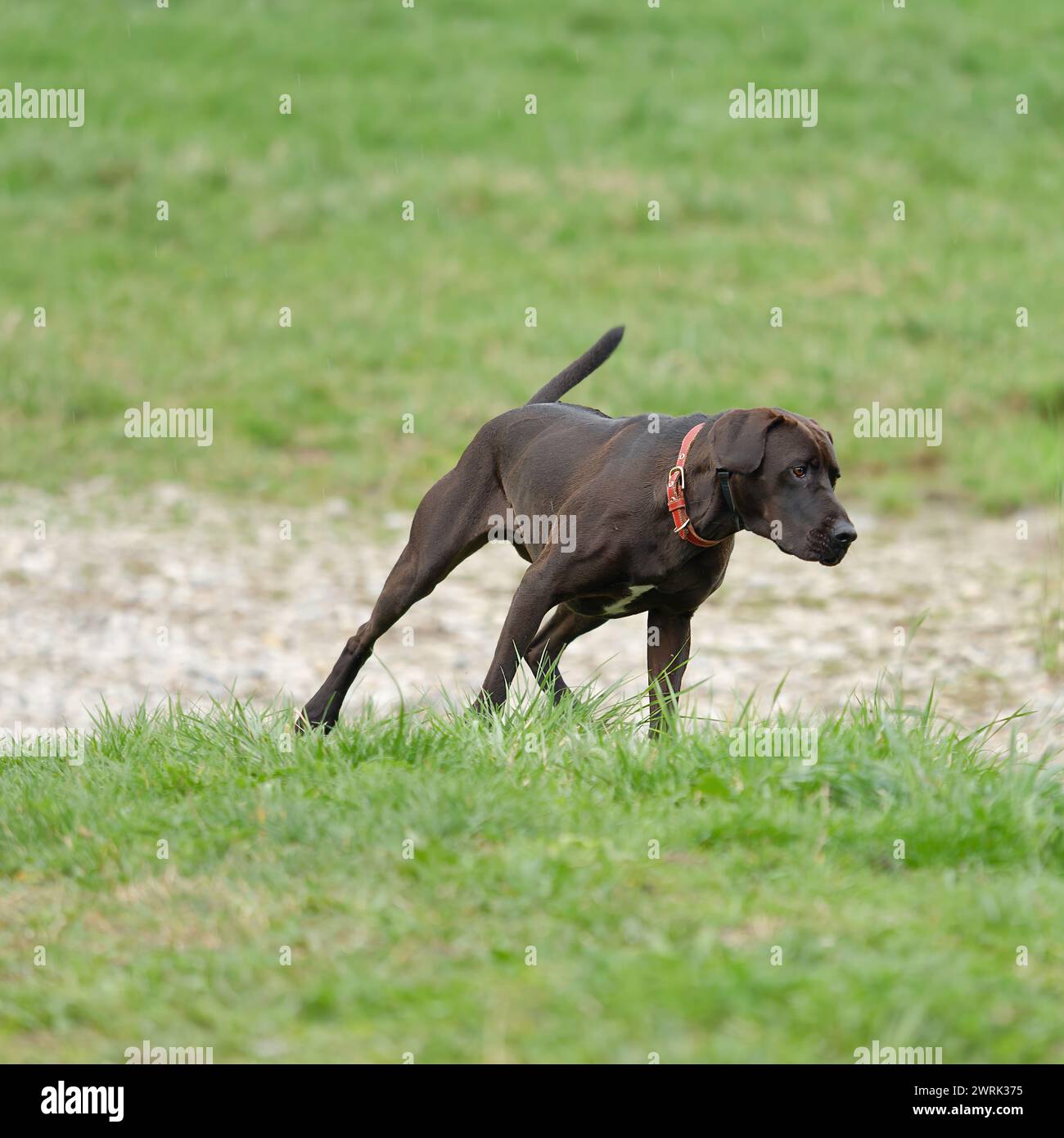 Green lacy hi-res stock photography and images - Alamy