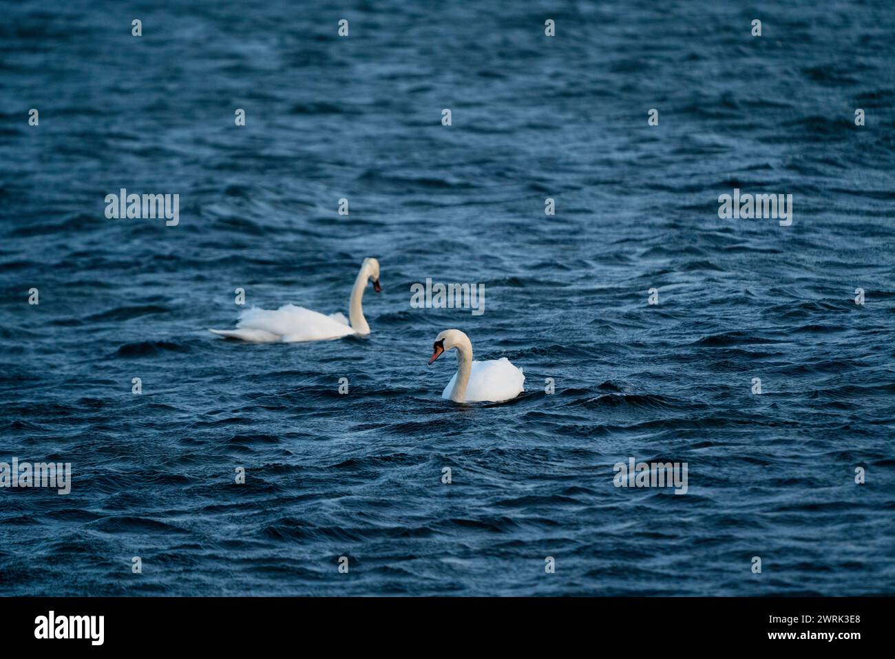 WILD SWANS, BALTIC SEA ARCHIPELAGO, FINALND: Wild swans along the coast ...