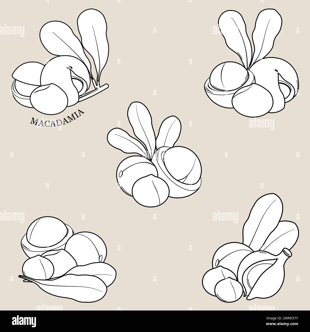 Macadamia nuts with leaves. Organic macadamia nuts collection. Outline ...