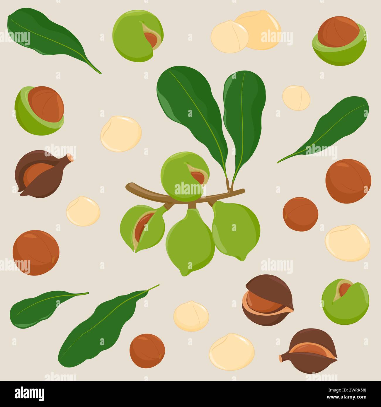 Macadamia nuts with leaves. Organic macadamia nuts collection ...