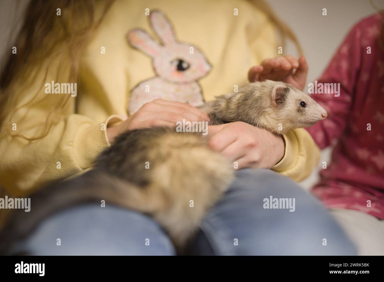 Little girl take care of adult ferret female pet Stock Photo - Alamy