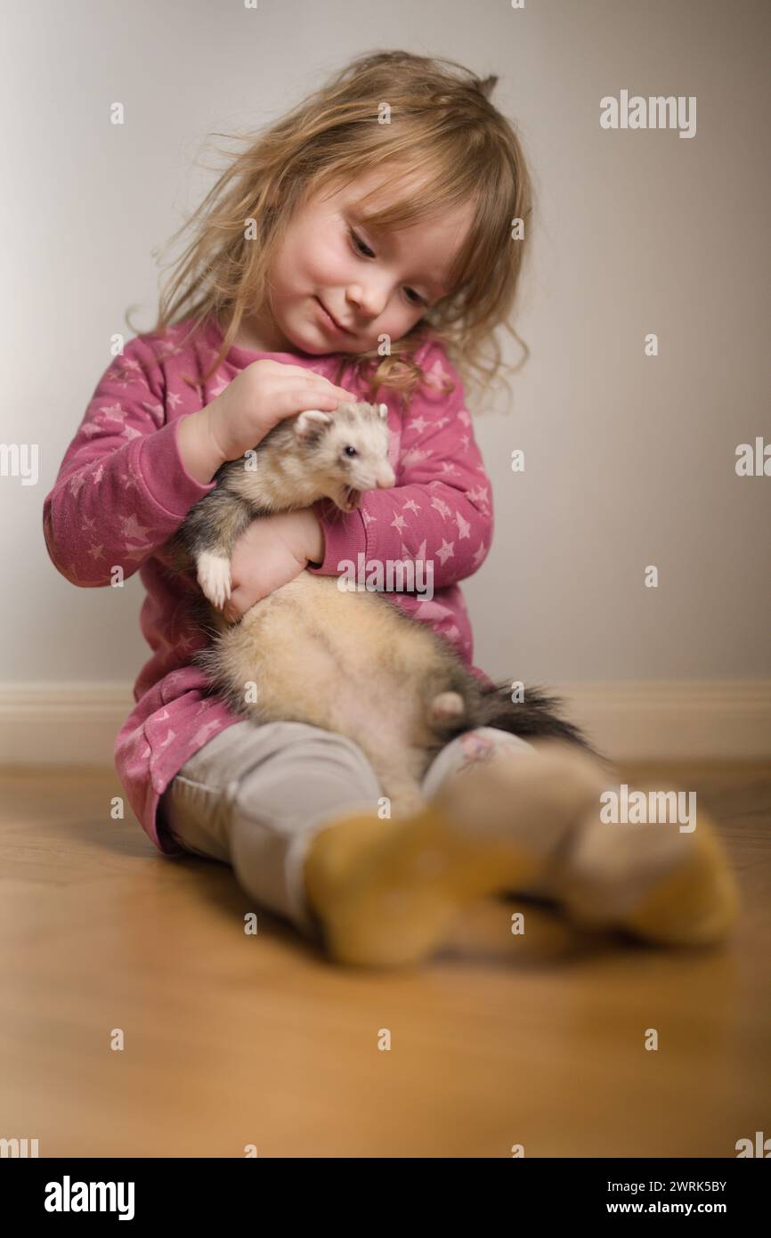 Little girl take care of adult ferret female pet Stock Photo - Alamy