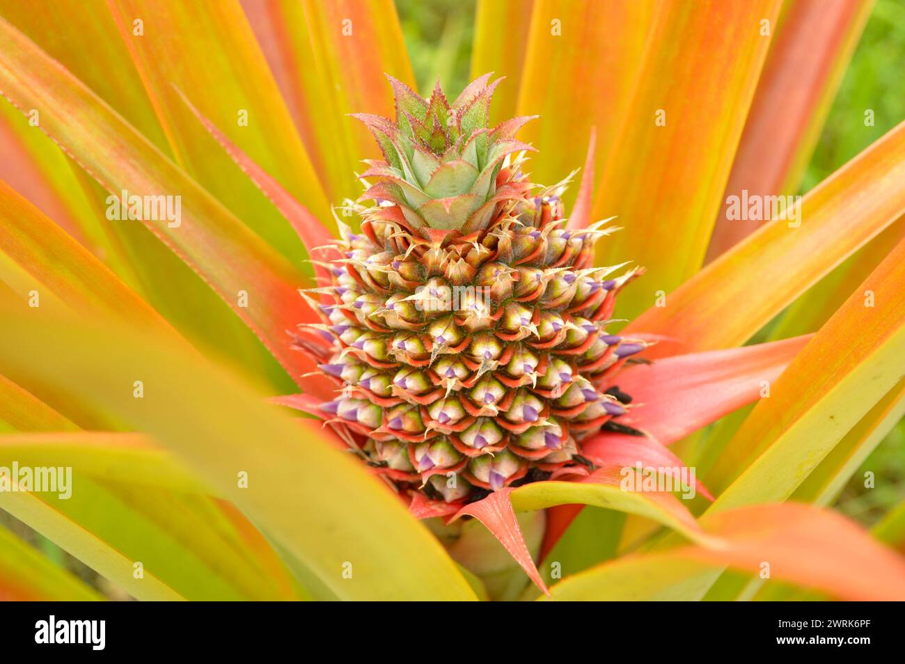 A spiky little pineapple growing, with a little crown atop Stock Photo ...