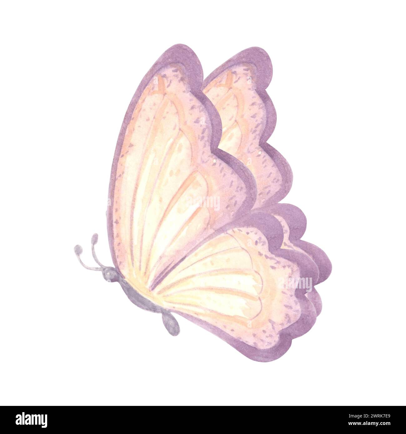 Watercolor flying butterfly delicate peach fuzz color. Isolated hand ...