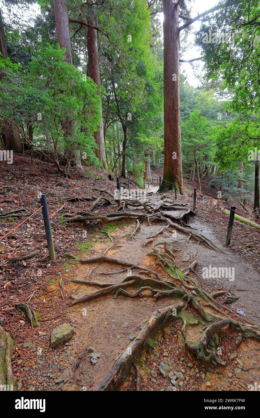 Mountain path between Kurama-dera Temple and Kifune Shrine at ...