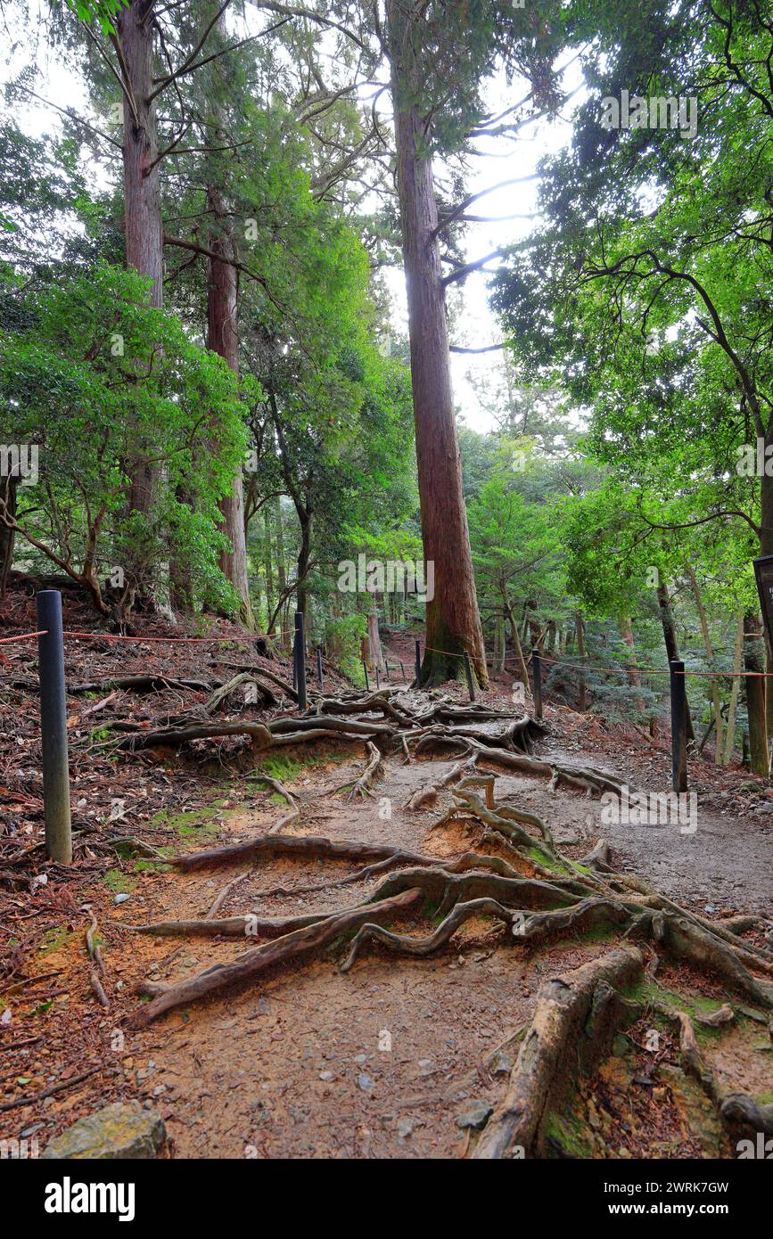 Mountain path between Kurama-dera Temple and Kifune Shrine at ...