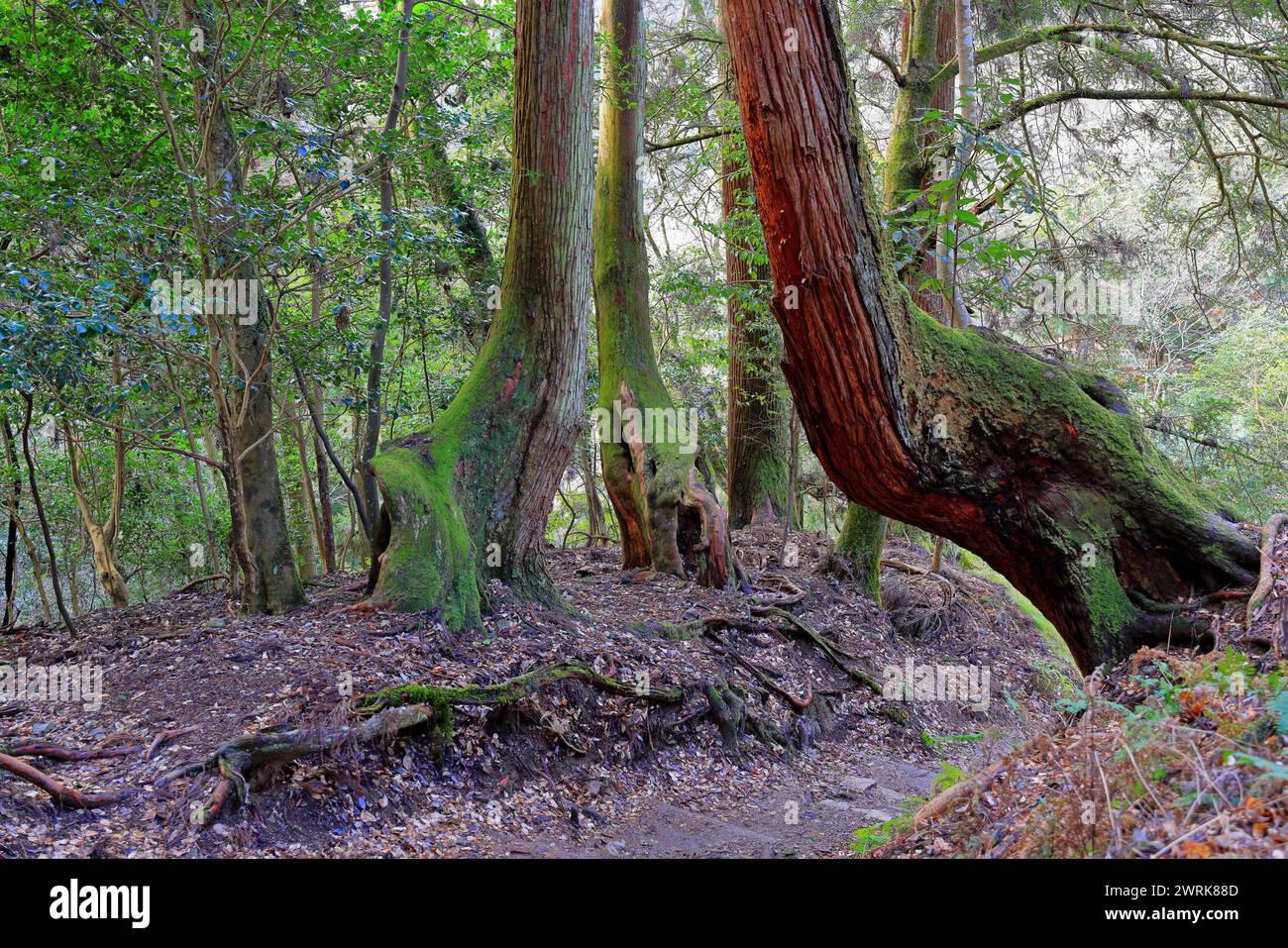 Mountain path between Kurama-dera Temple and Kifune Shrine at ...