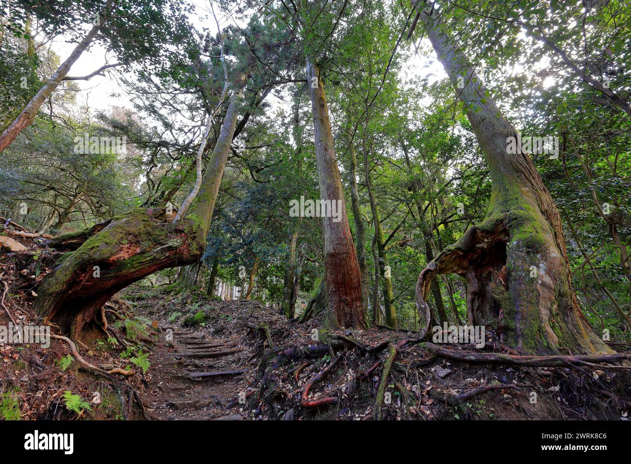 Mountain path between Kurama-dera Temple and Kifune Shrine at ...