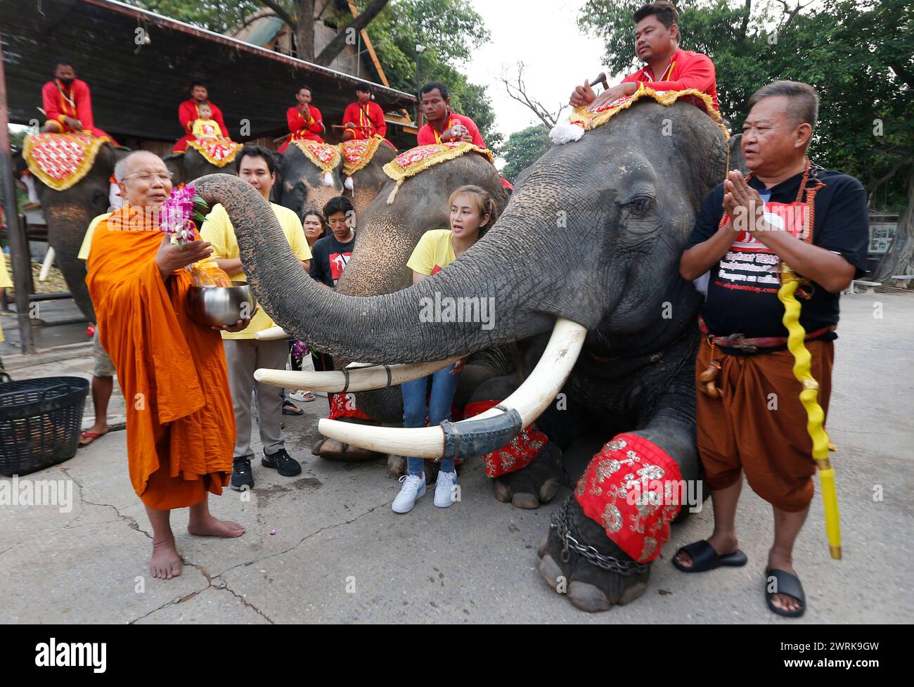 Ayutthaya, Thailand. 13th Mar, 2024. A Buddhist monk receives food from ...