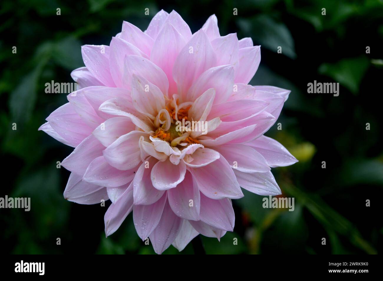 Dahlia karma hi-res stock photography and images - Alamy