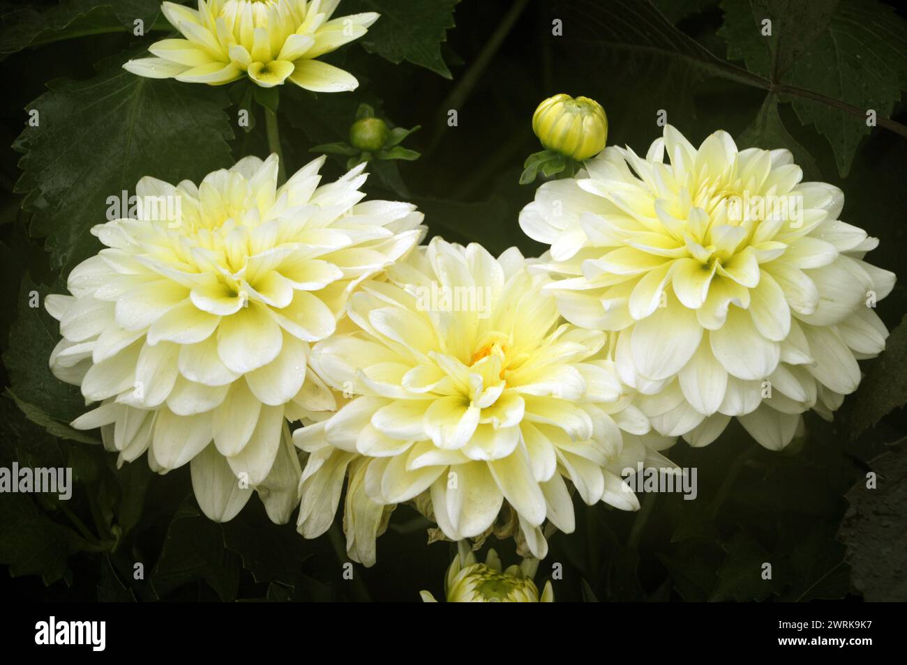 Bunch of Pale Yellow Dahlia 'Melody Lemon' Flower grown at RHS Garden ...
