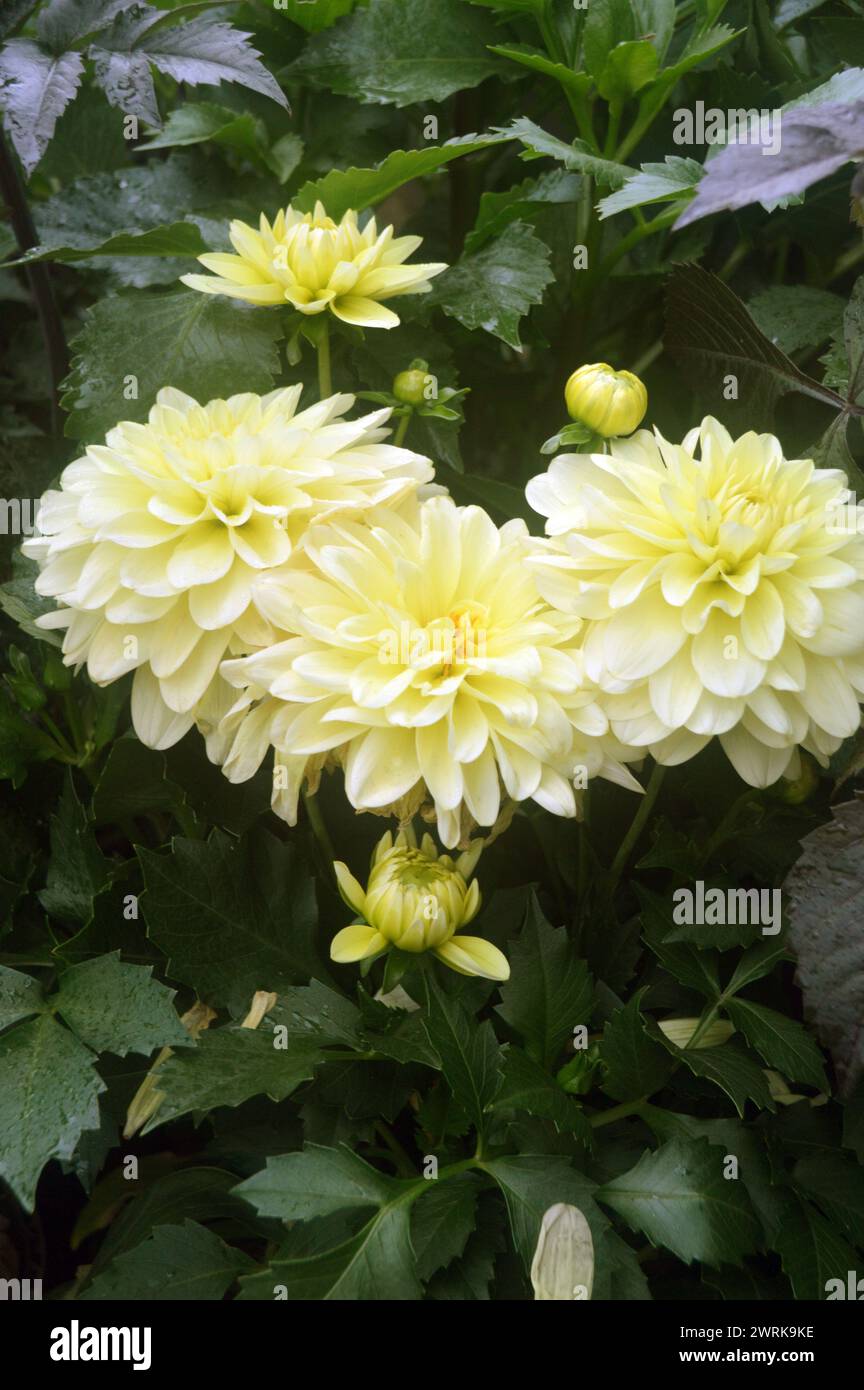 Bunch of Pale Yellow Dahlia 'Melody Lemon' Flower grown at RHS Garden ...