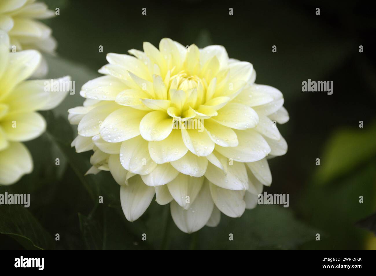 Single Pale Yellow Dahlia 'Melody Lemon' Flower grown at RHS Garden ...
