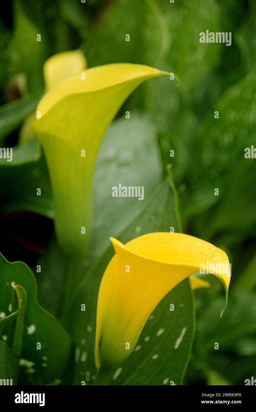 Calla lily flowers hi-res stock photography and images - Alamy