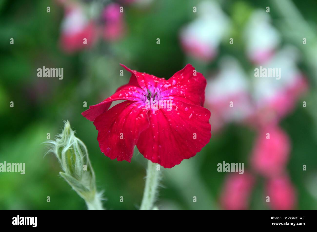 Single Pink Lychnis Coronaria (Rose Campion) Flower grown at RHS Garden ...