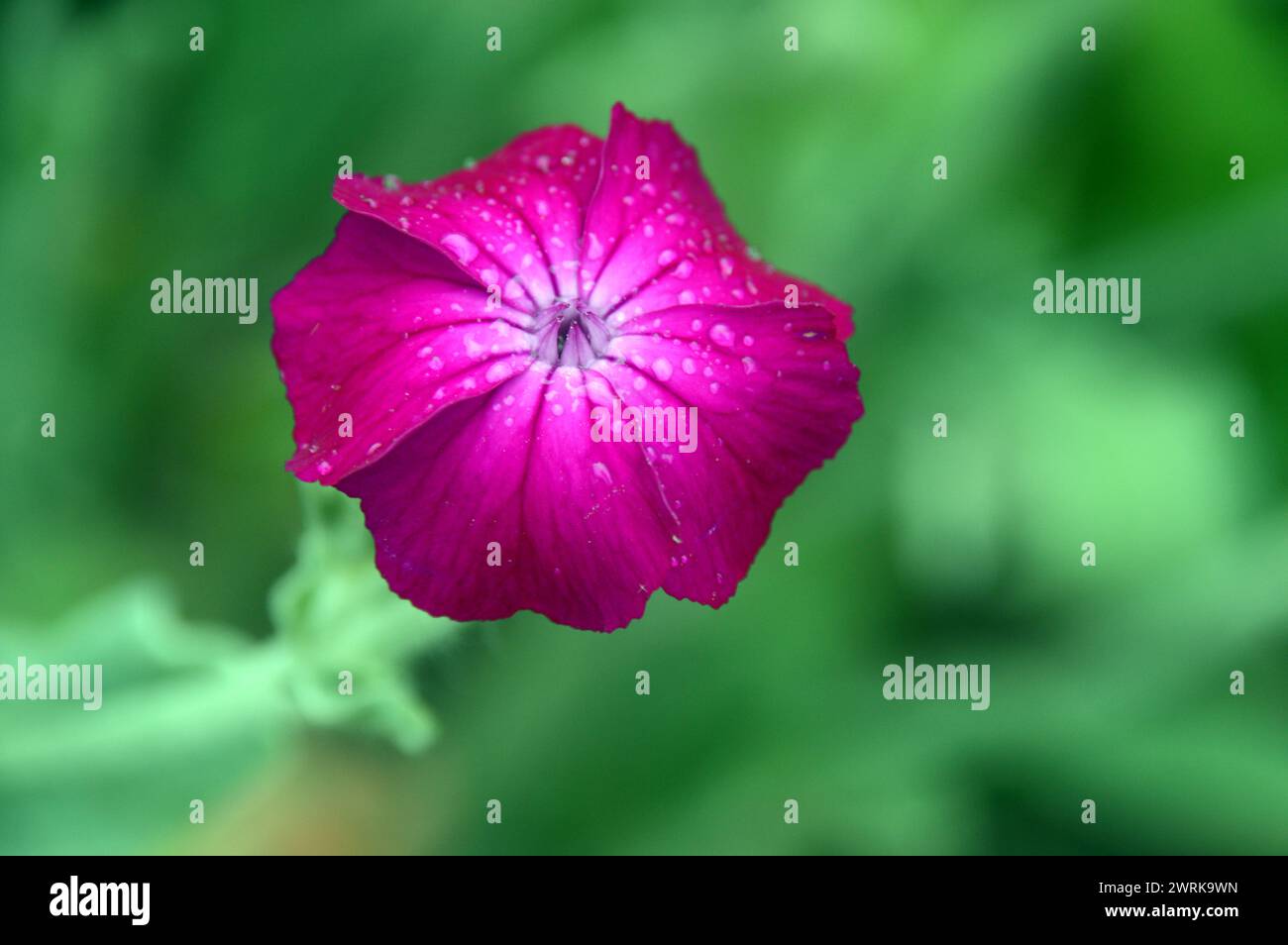 Single Pink Lychnis Coronaria (Rose Campion) Flower grown at RHS Garden ...