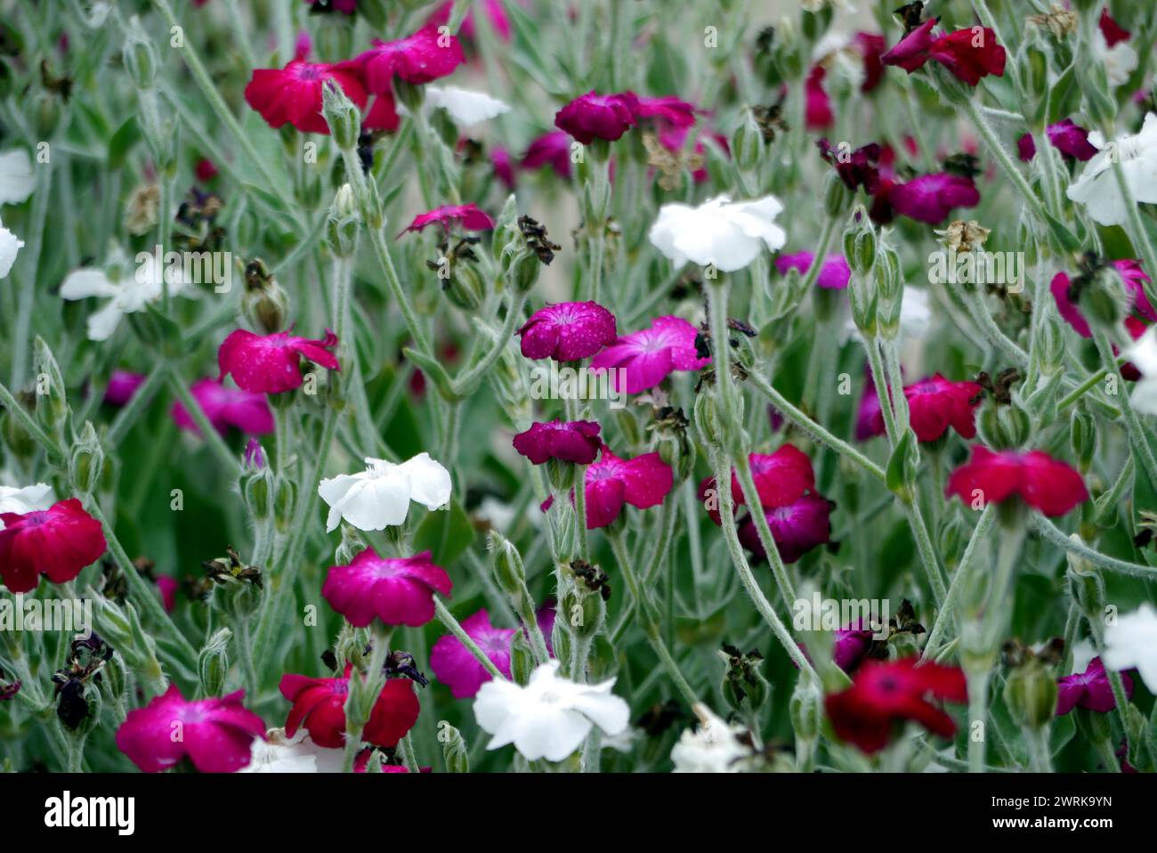 A Border of Pink Lychnis Coronaria & White Alba' (Rose Campion) Flowers ...