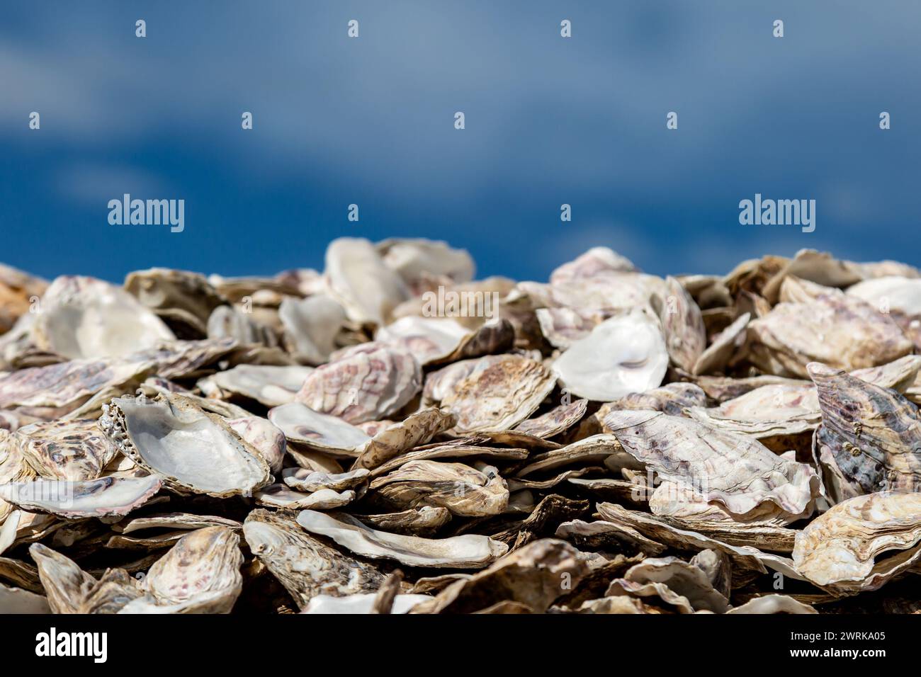A pile of oyster shells with a blue sky overhead Stock Photo - Alamy