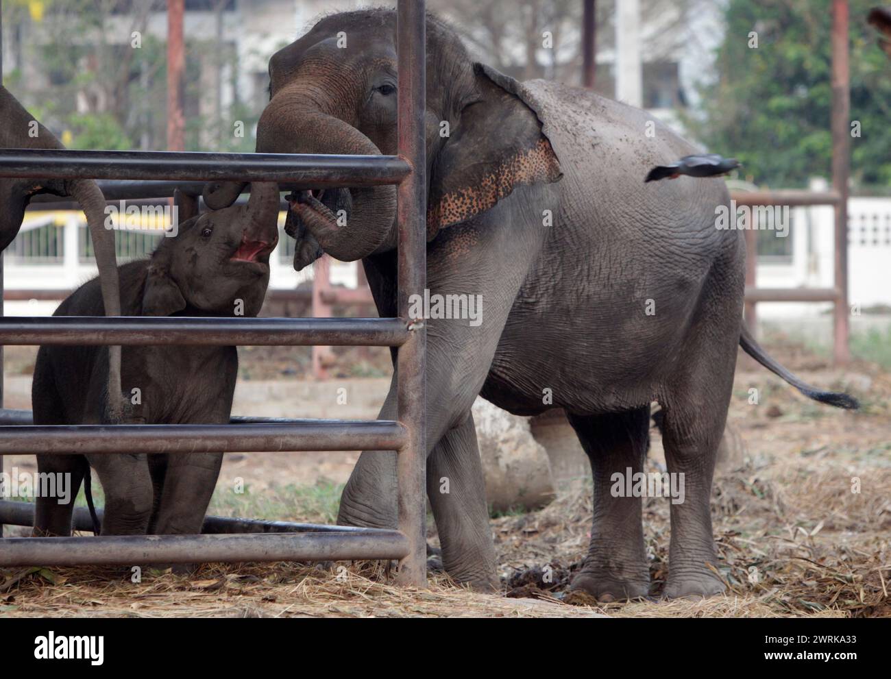 A baby elephant plays with the mother during the Thailand's national ...