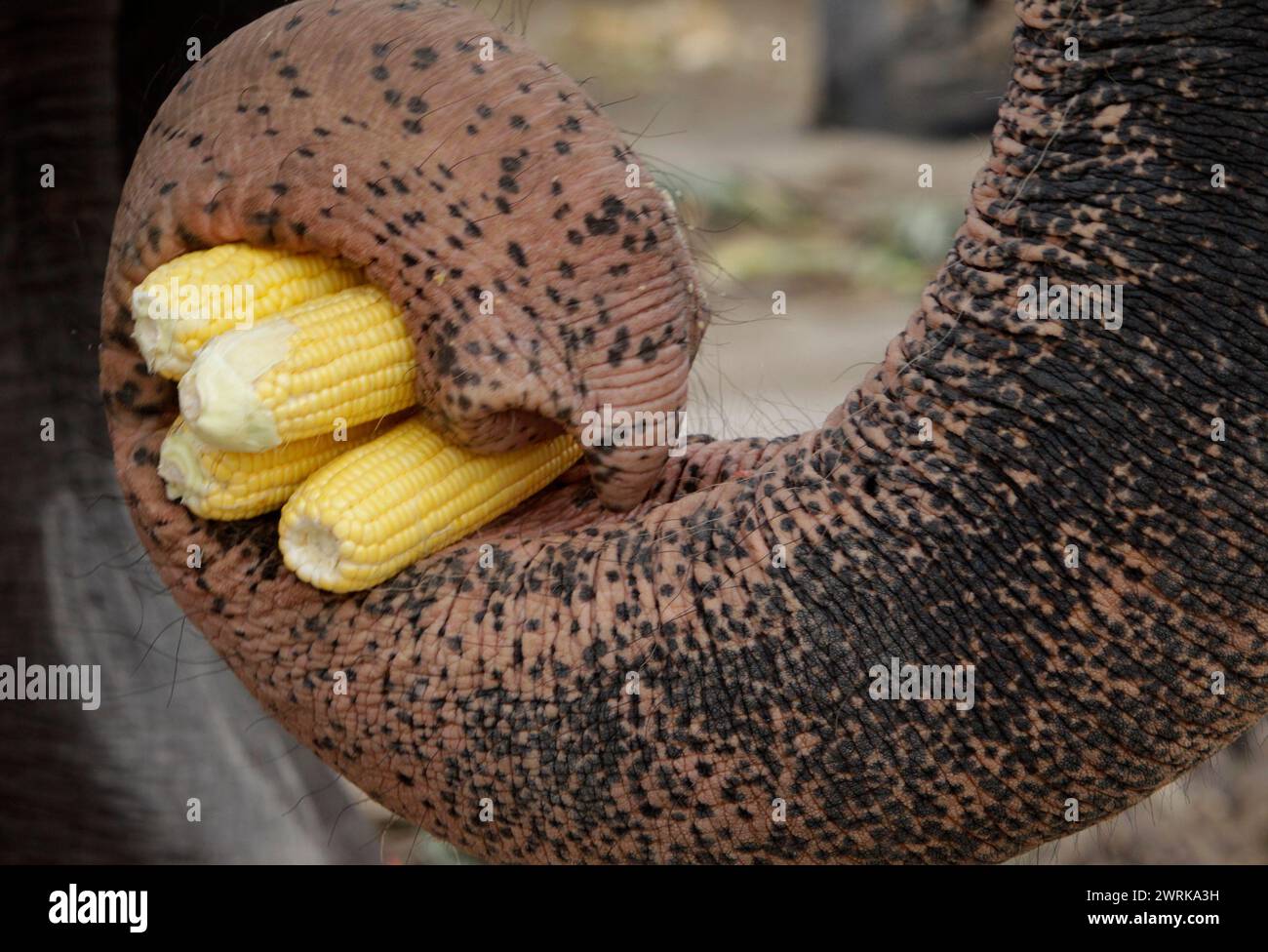 Trunk of an elephant holds up corns during the Thailand's national ...