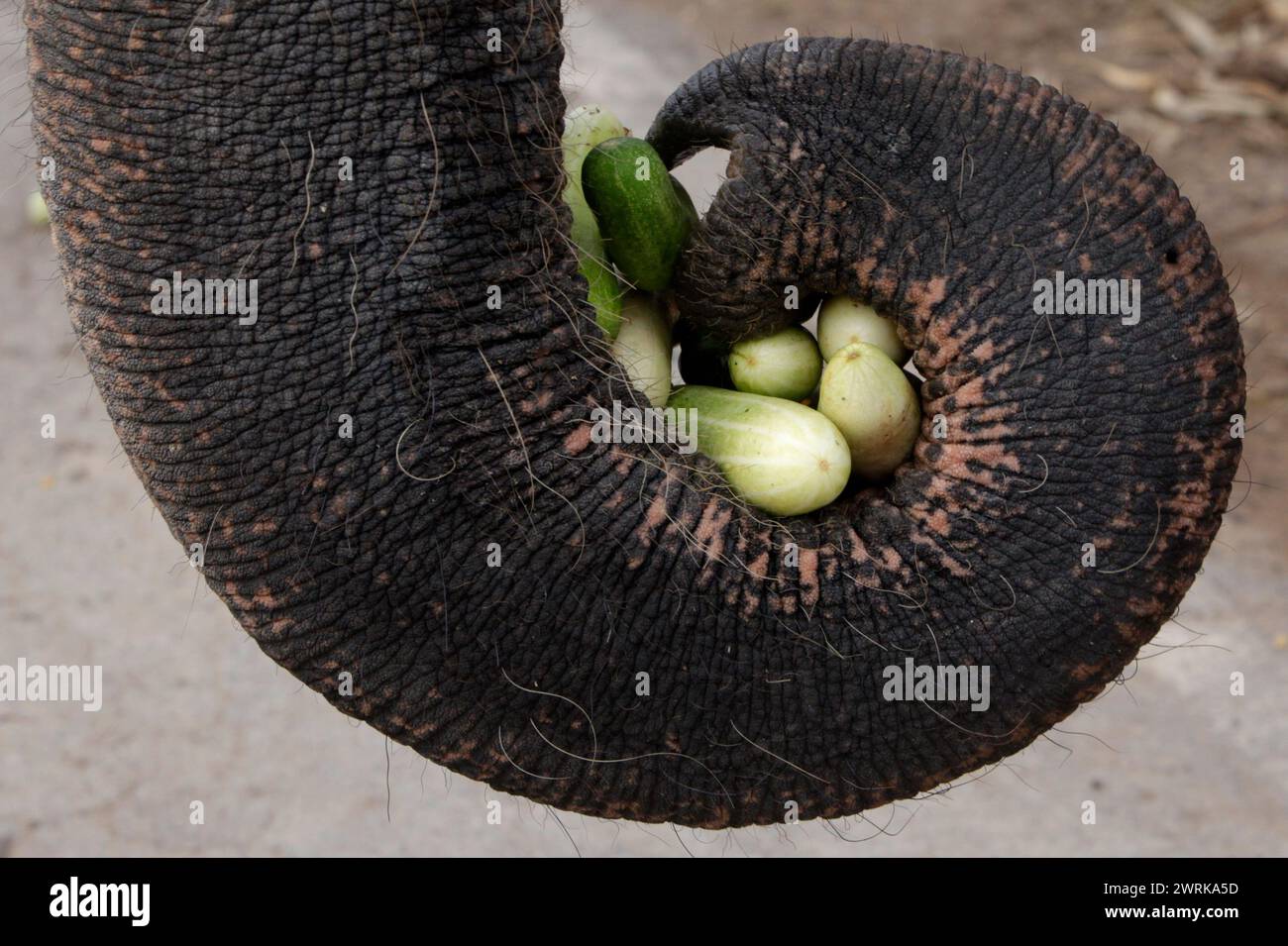 Ayutthaya, Thailand. 13th Mar, 2024. Trunk of an elephant holds up ...
