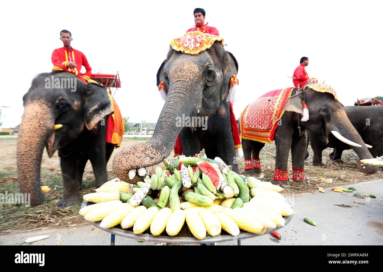 Elephants enjoy a "buffet" of fruit and vegetables during the Thailand ...